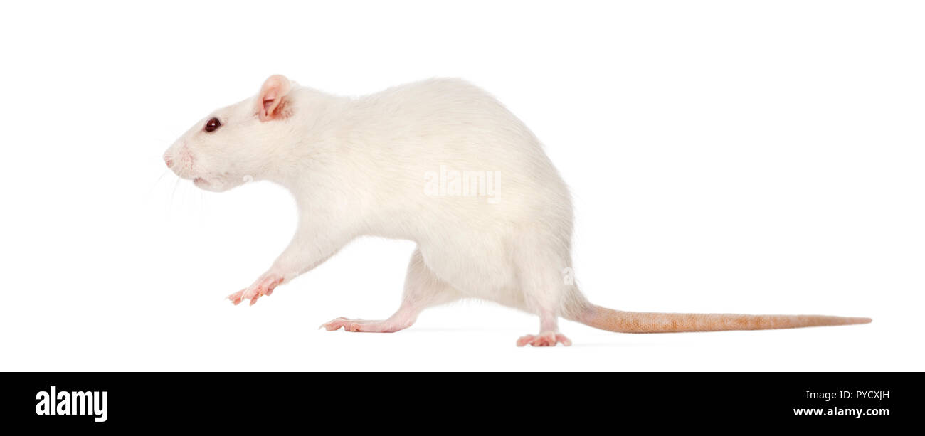 White rat profile shot hi-res stock photography and images - Alamy