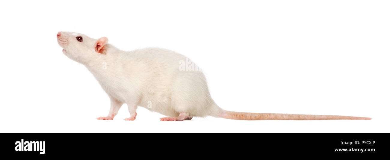 White rat profile shot hi-res stock photography and images - Alamy