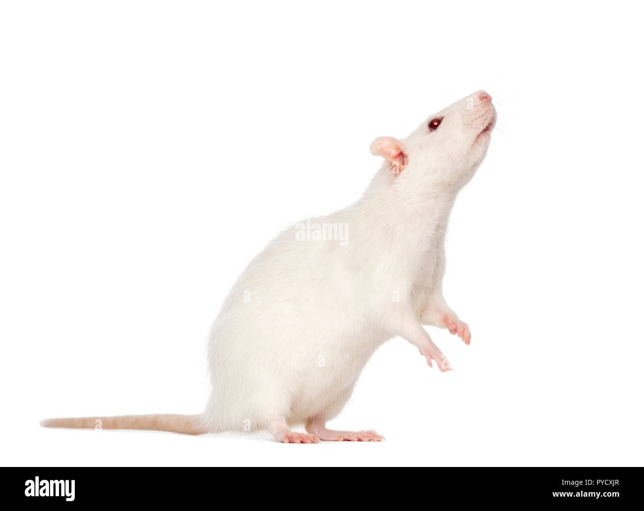 white Rat on hind legs (8 months old Stock Photo - Alamy