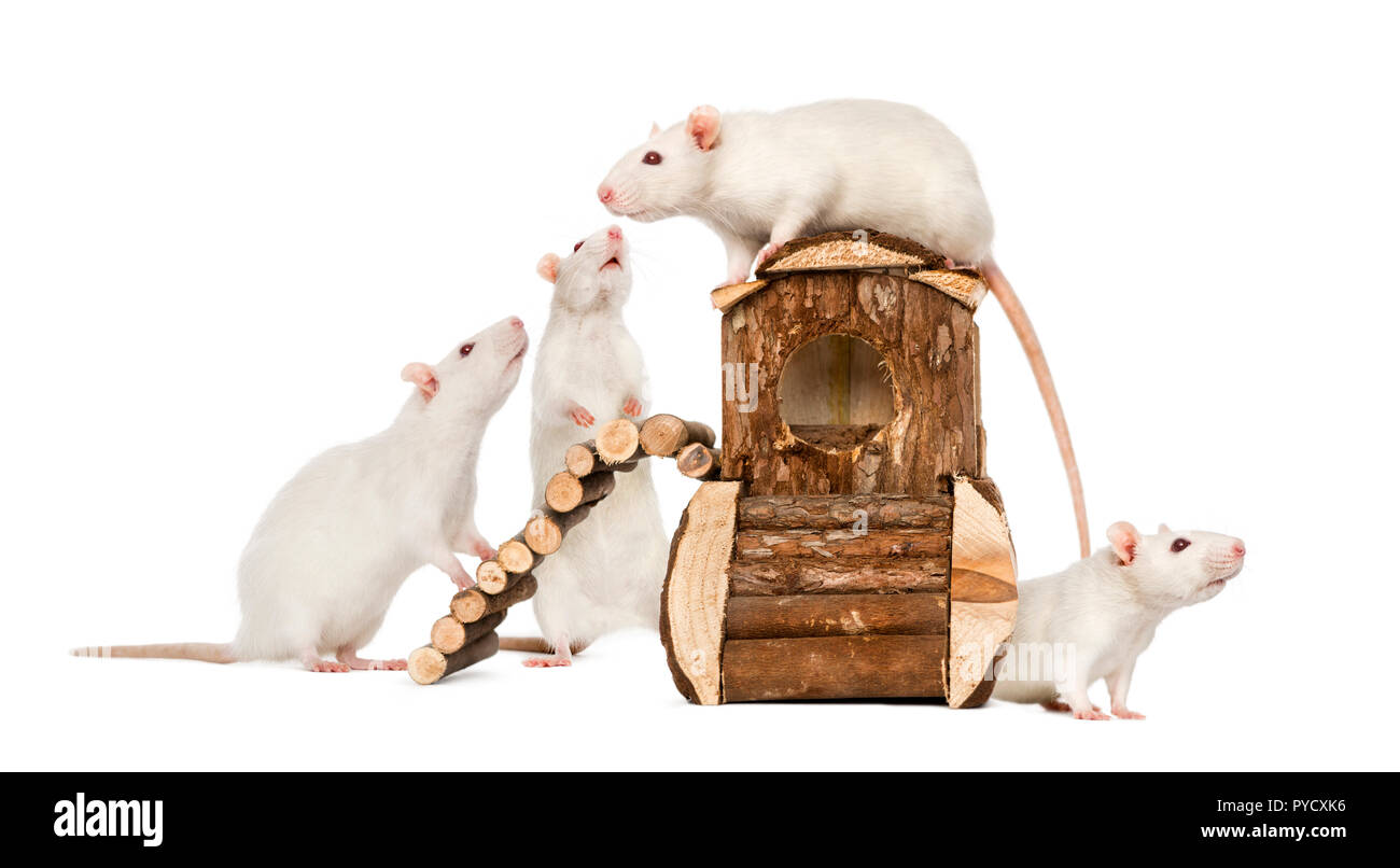 White rats hi-res stock photography and images - Alamy