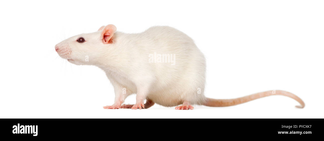 Rat (8 months old), isolated on white Stock Photo - Alamy