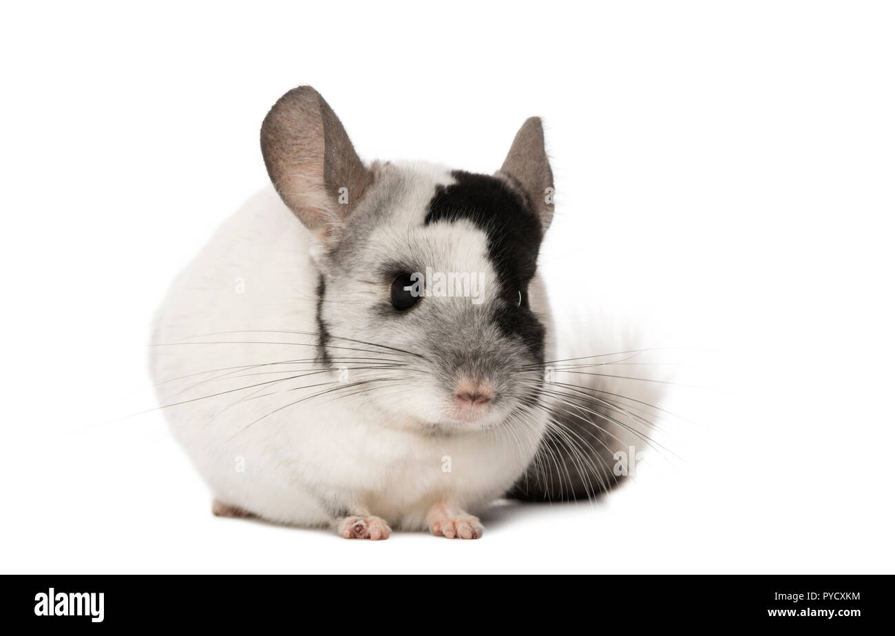 Chinchila, isolated on a white background Stock Photo - Alamy