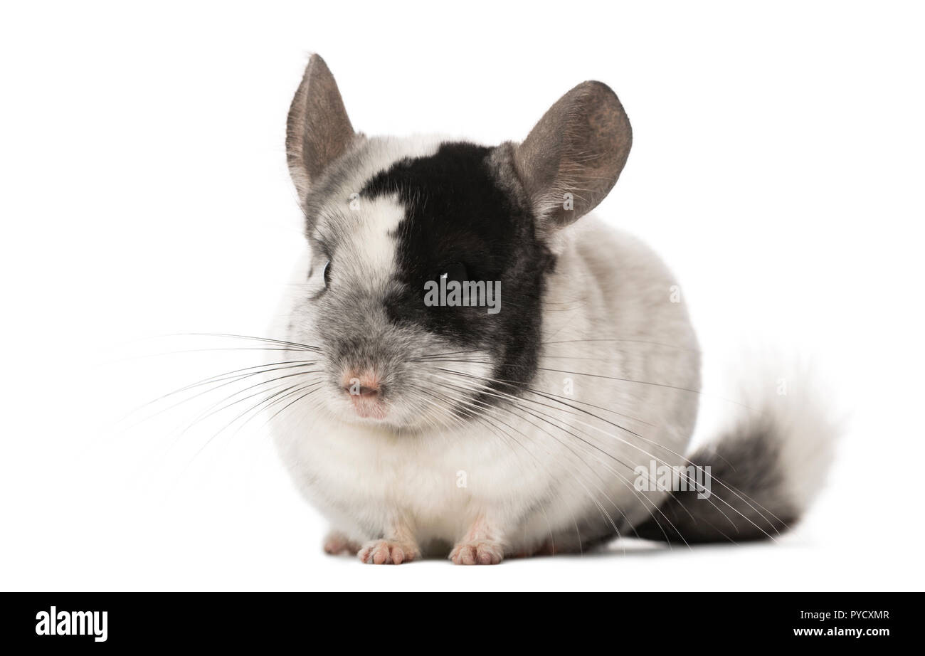 Chinchila, isolated on a white background Stock Photo - Alamy