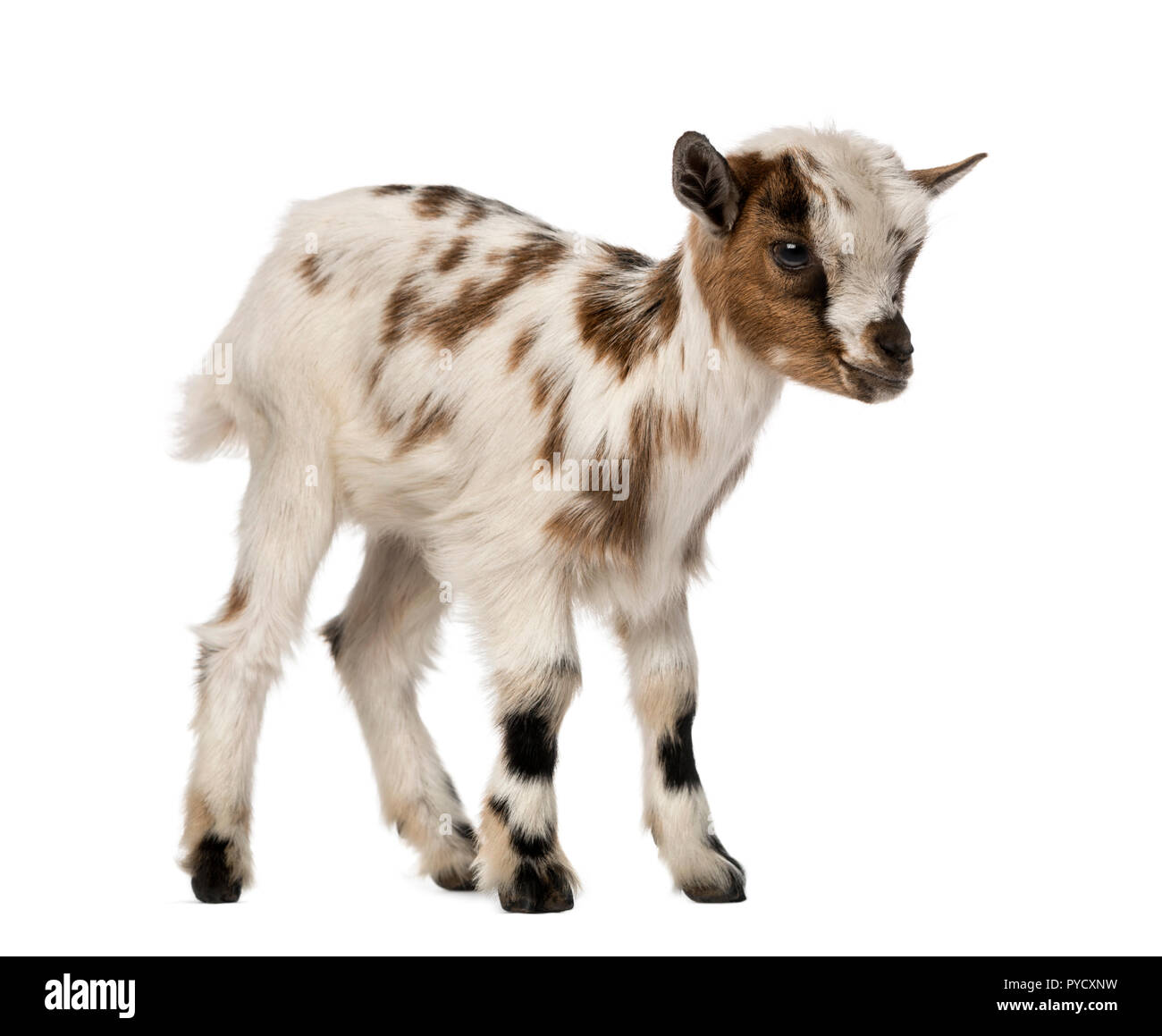 Young domestic goat, kid, isolated on white Stock Photo - Alamy