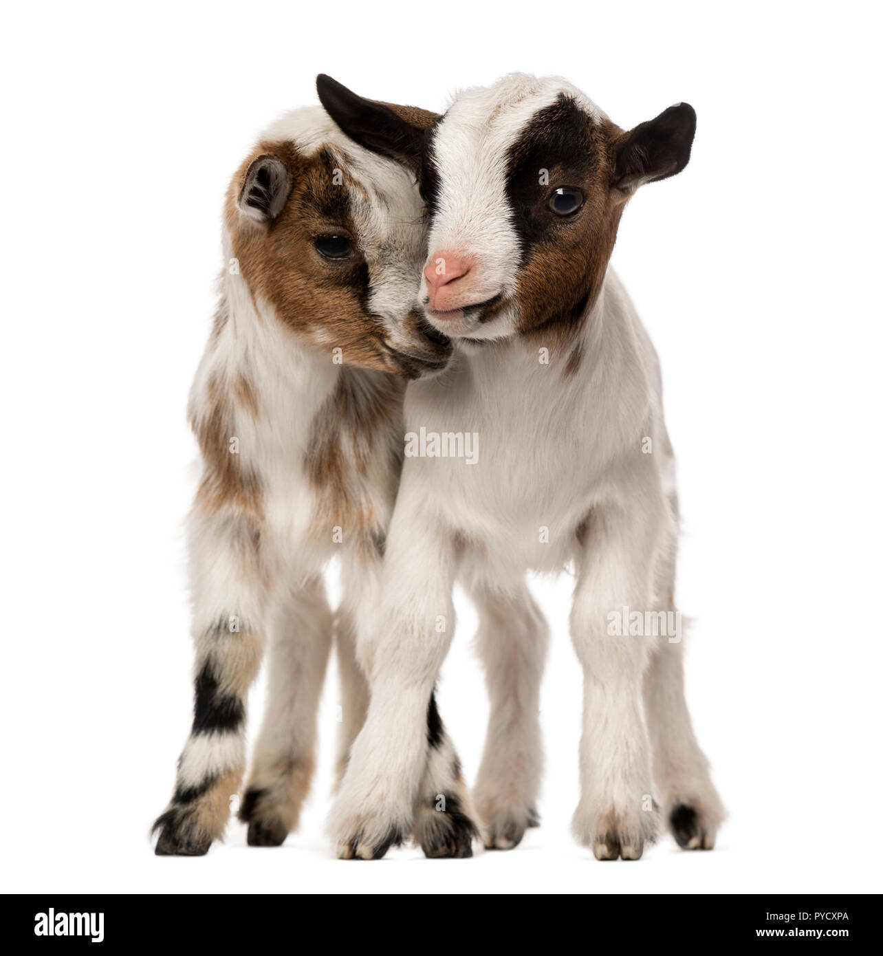 Two Young domestic goats, kids, isolated on white Stock Photo - Alamy