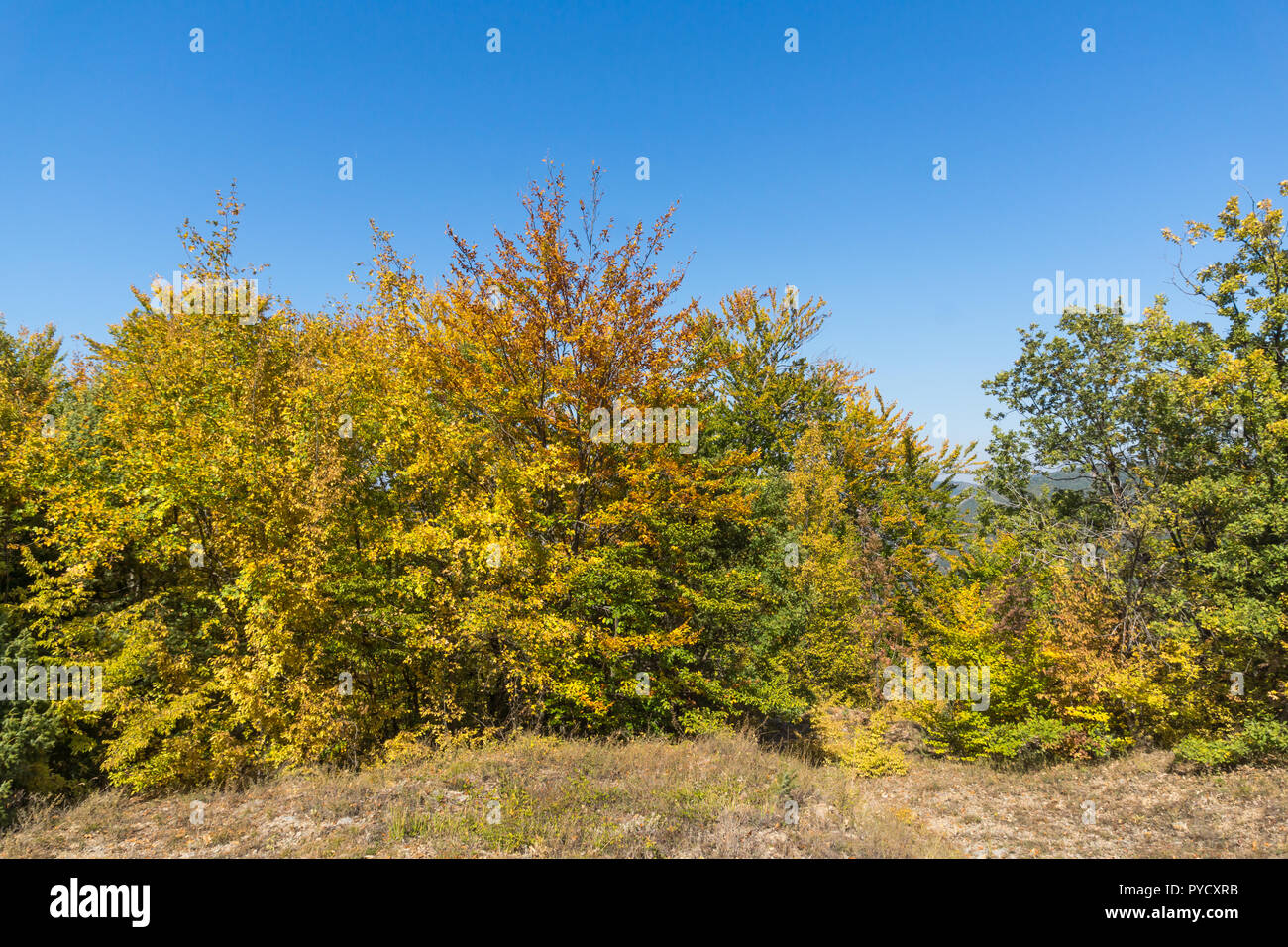 Autumn landscape of Ruen Mountain - northern part of Vlahina Mountain ...