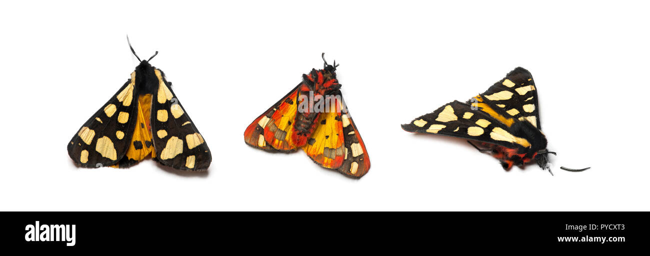 Dead moth hi-res stock photography and images - Alamy