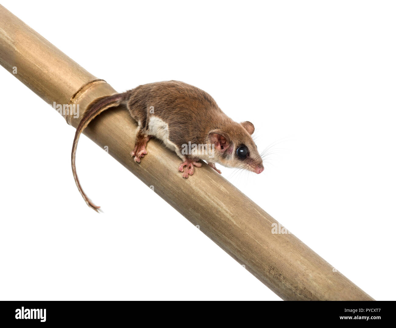 Feathertail glider hi-res stock photography and images - Alamy