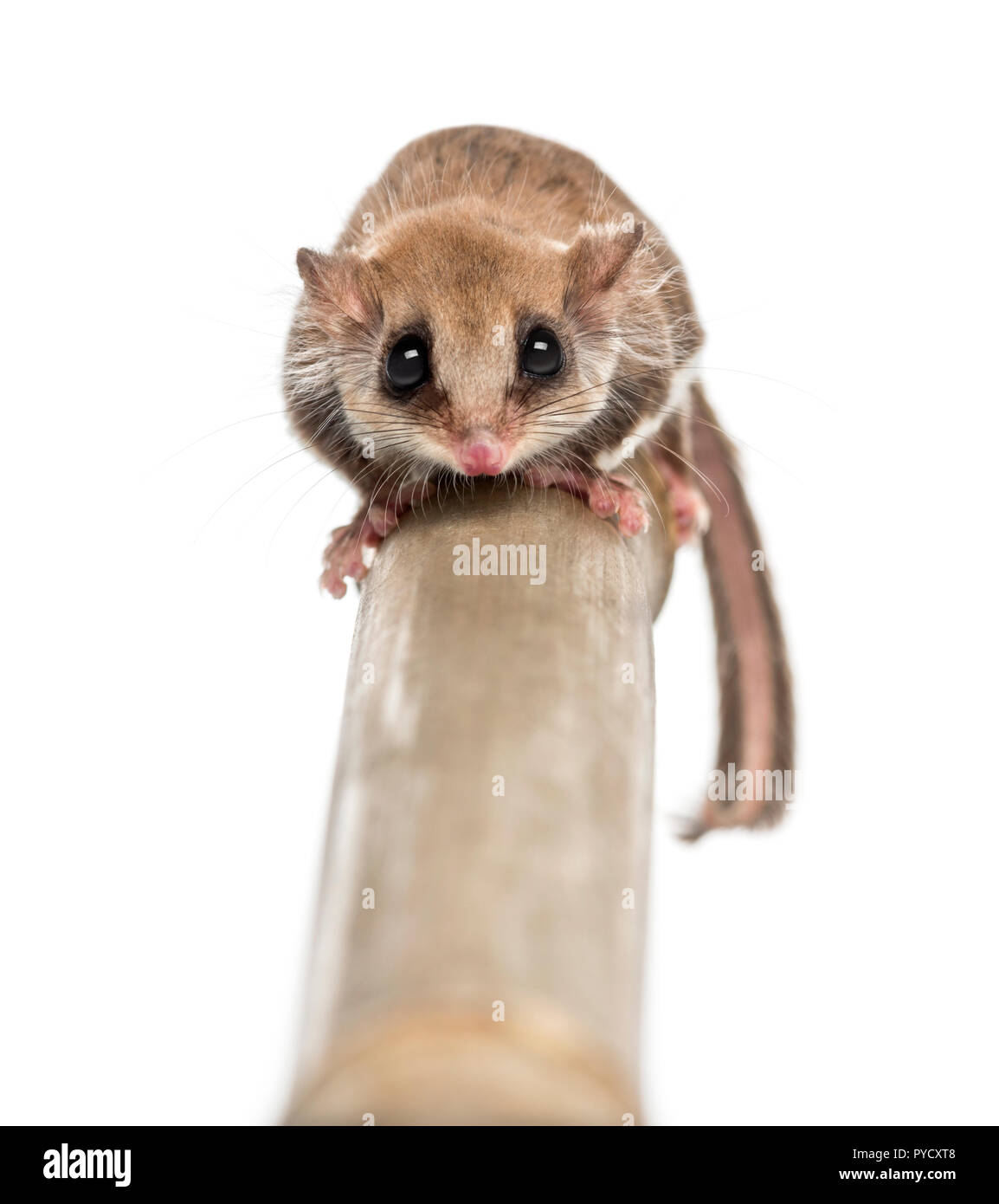 Feathertail glider hi-res stock photography and images - Alamy