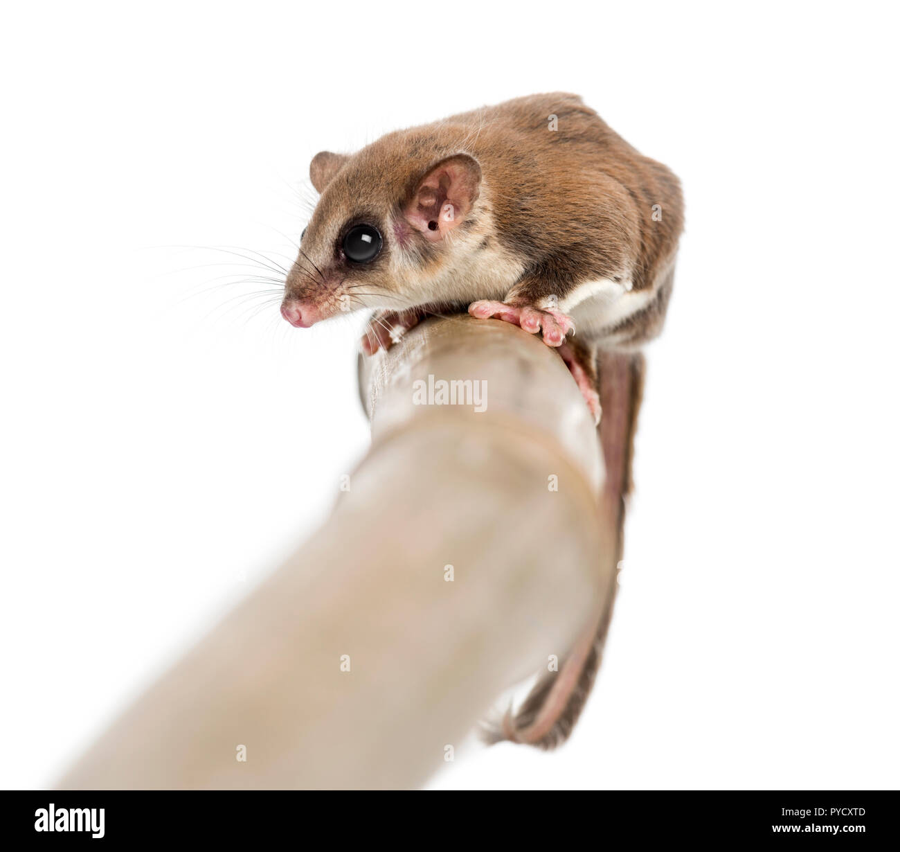 Sugar glider on a branch - Acrobates pygmaeus Stock Photo - Alamy