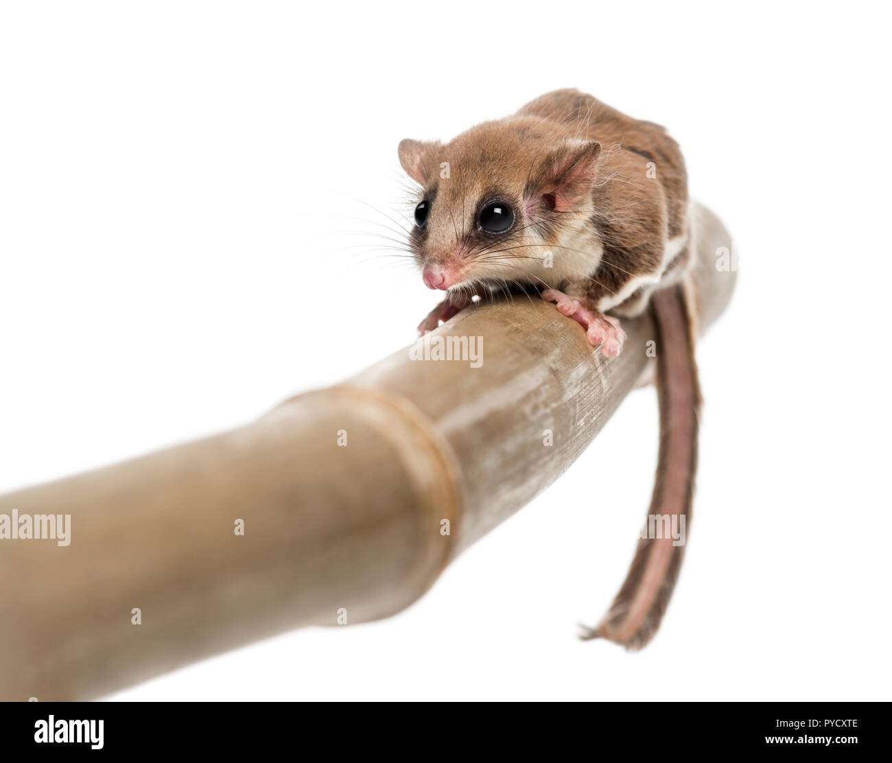 Feathertail glider hi-res stock photography and images - Alamy