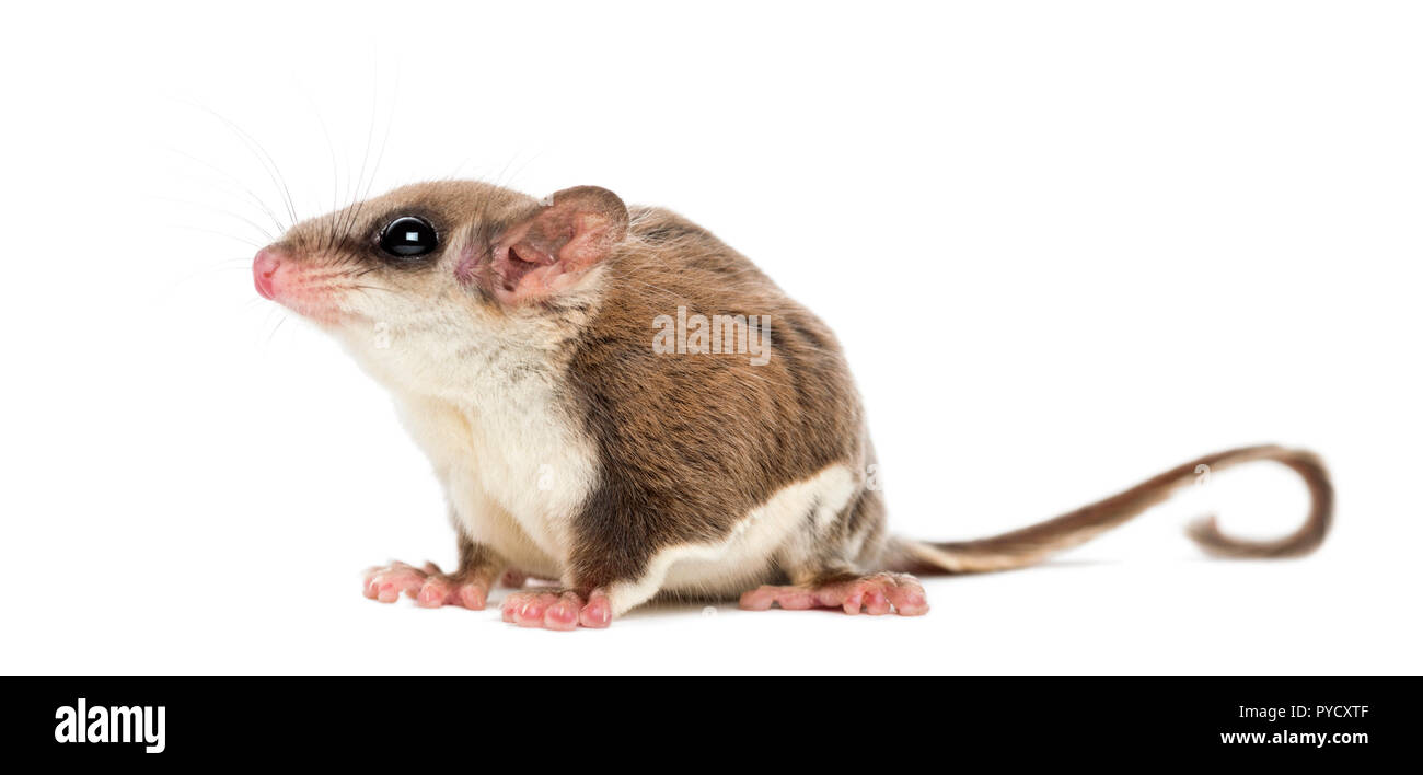Sugar glider - Acrobates pygmaeus Stock Photo - Alamy