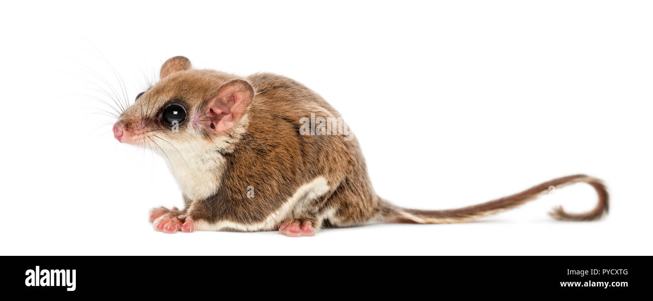 Feathertail glider hi-res stock photography and images - Alamy