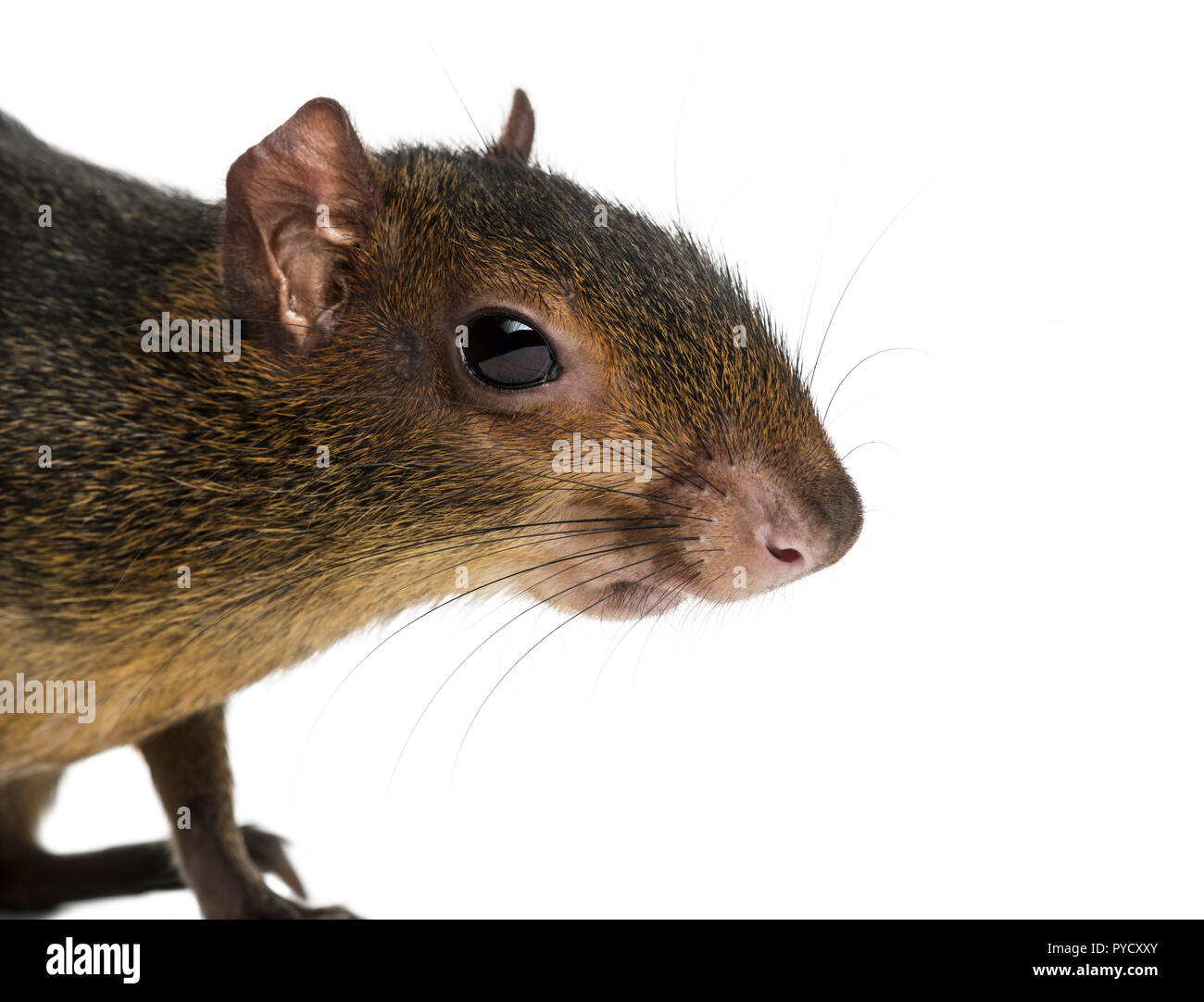 green acouchi, Myoprocta pratti, isolated on white Stock Photo - Alamy