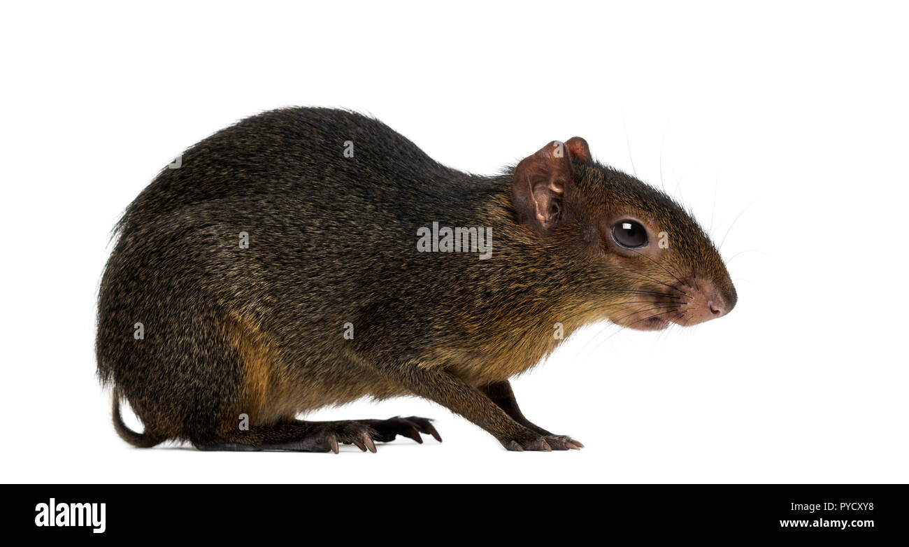 green acouchi, Myoprocta pratti, isolated on white Stock Photo - Alamy