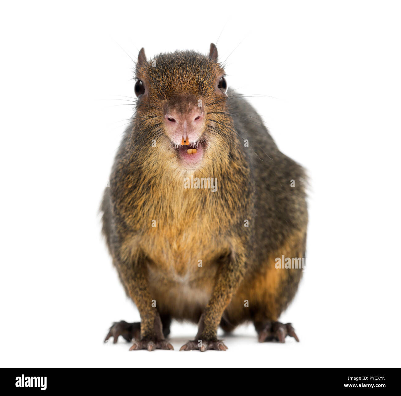 green acouchi eating, Myoprocta pratti, isolated on white Stock Photo ...