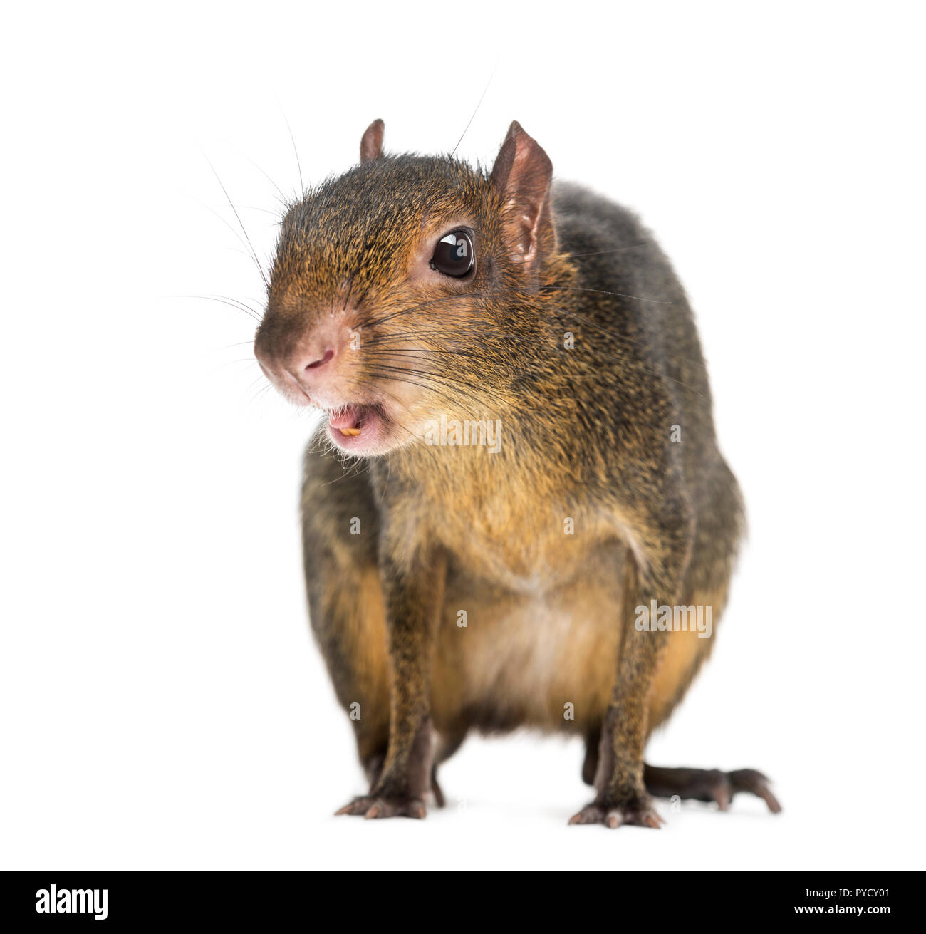 green acouchi, Myoprocta pratti, isolated on white Stock Photo - Alamy