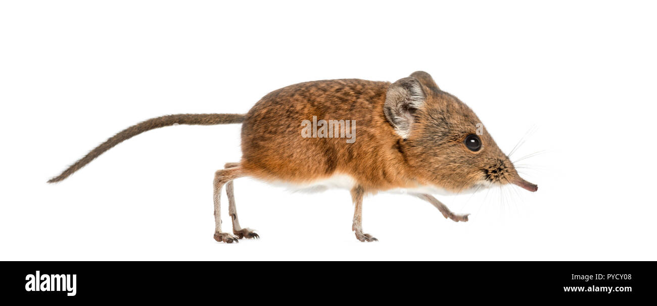 Round eared hi-res stock photography and images - Alamy