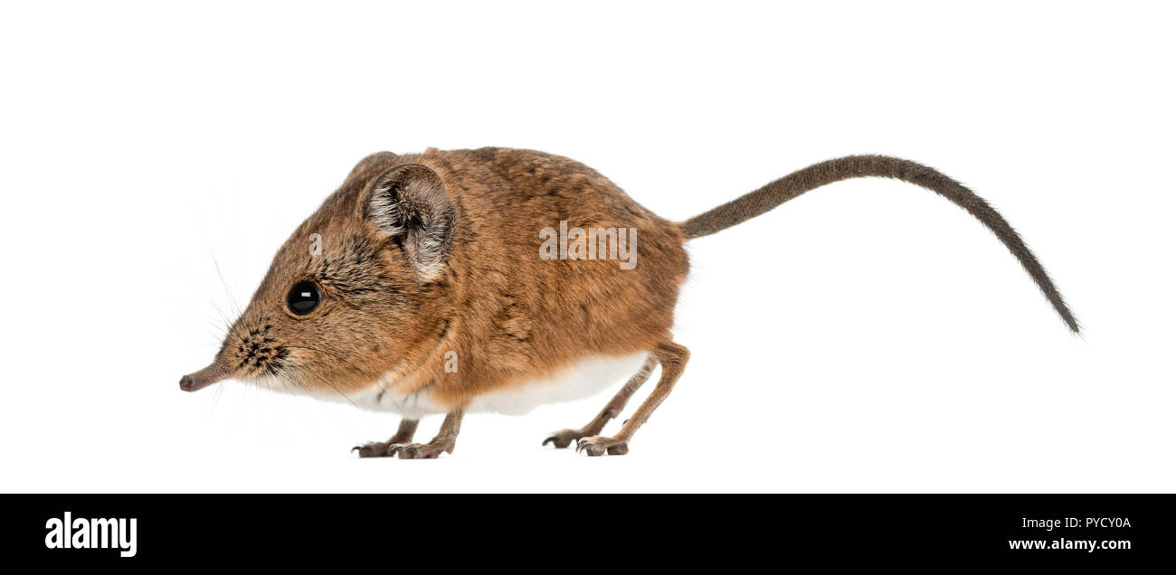 Round eared hi-res stock photography and images - Alamy