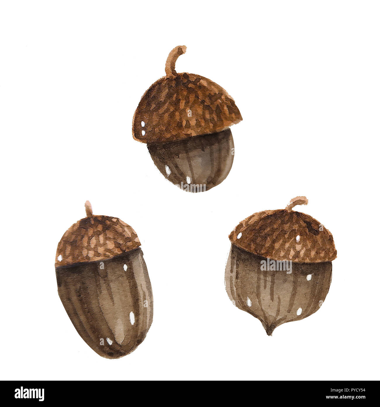 Watercolor acorn for decoration. Hand drawn watercolor illustration ...