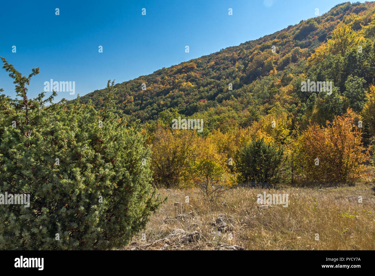 Autumn landscape of Ruen Mountain - northern part of Vlahina Mountain ...