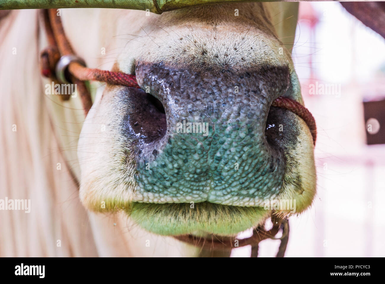 Animal face tied with rope hi-res stock photography and images - Alamy