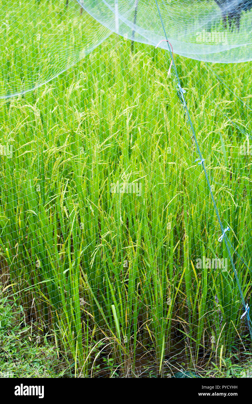 Rice field in the tested rice field with net cover at Royal Highland ...