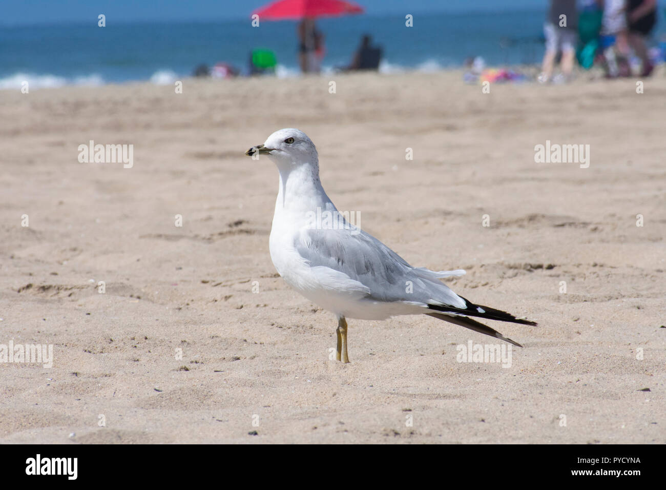 Seagull hot hi-res stock photography and images - Alamy