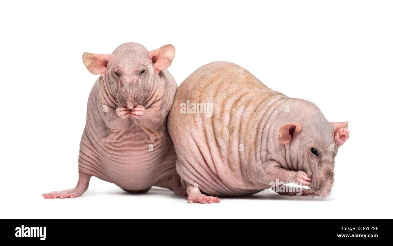 Old rat hi-res stock photography and images - Alamy