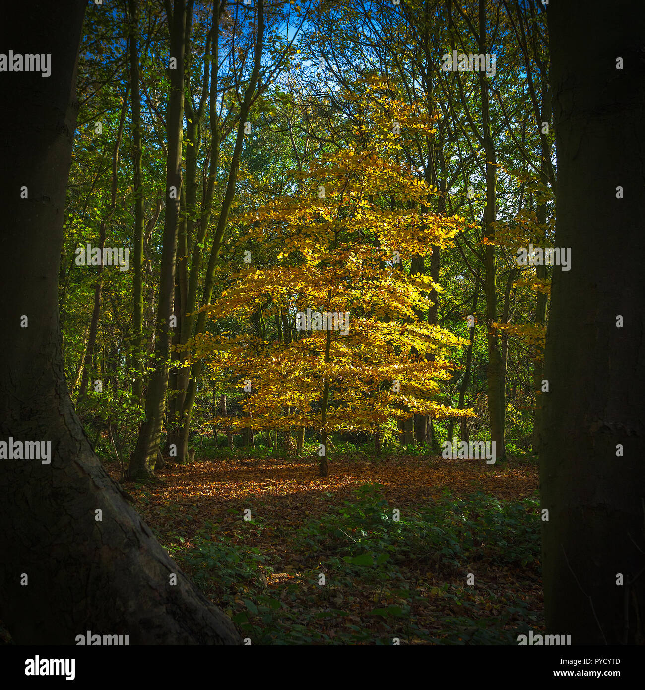 English autumn colours hi-res stock photography and images - Alamy