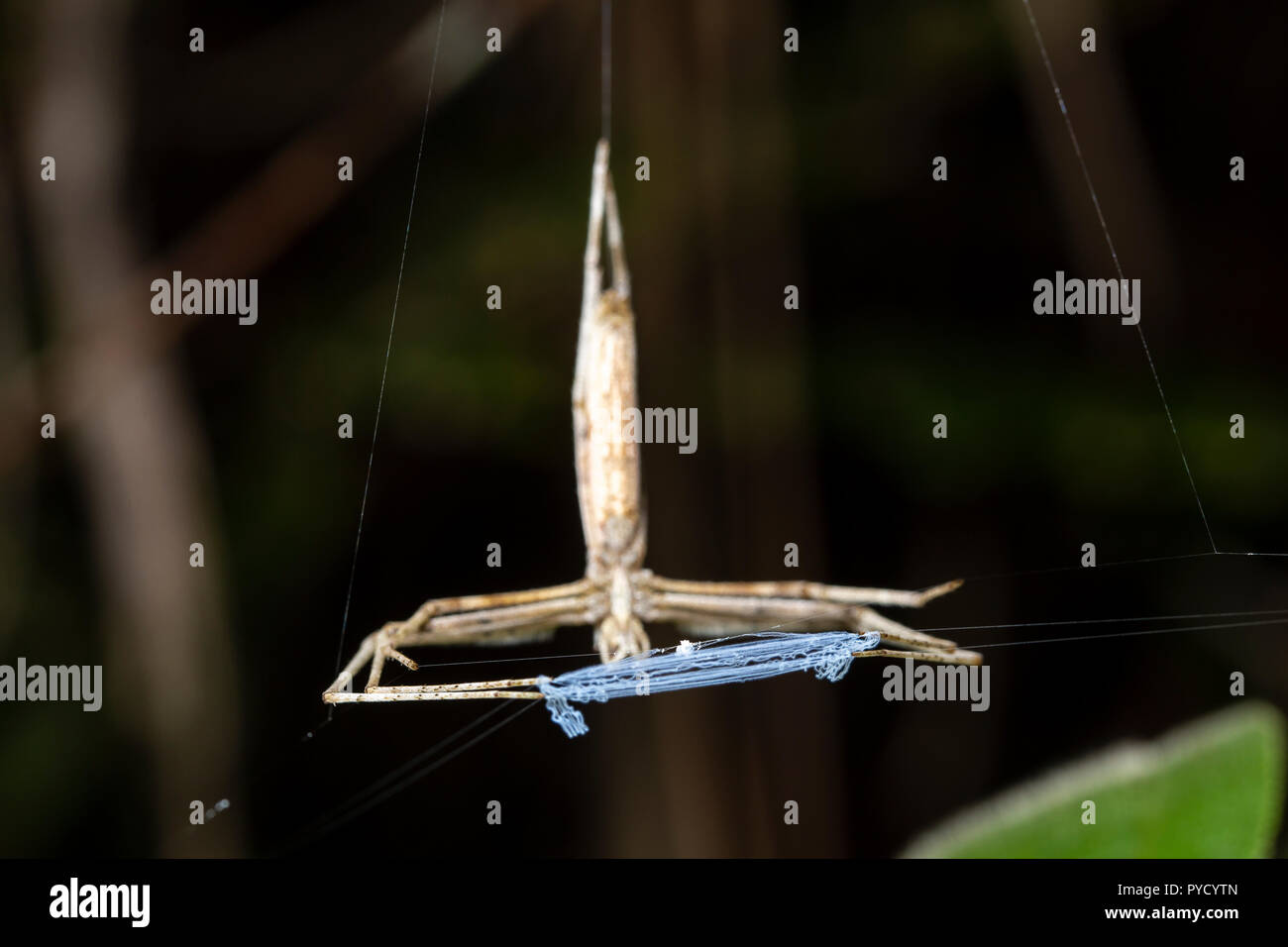 Net-casting spider, Deinopis sp) Ranomafana, Madagascar Stock Photo - Alamy