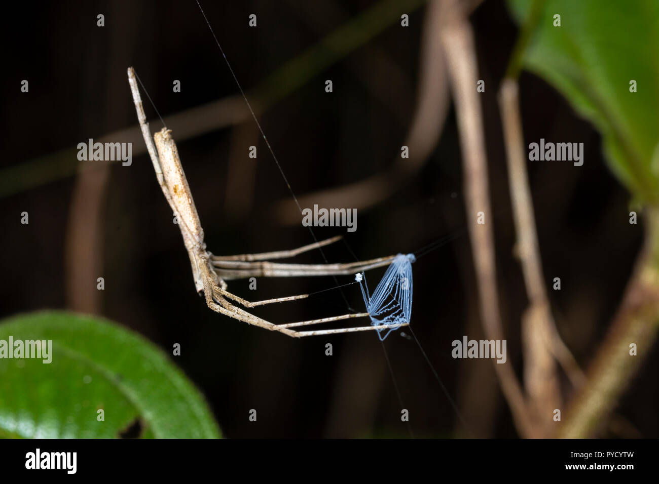 Net-casting spider, Deinopis sp) Ranomafana, Madagascar Stock Photo - Alamy