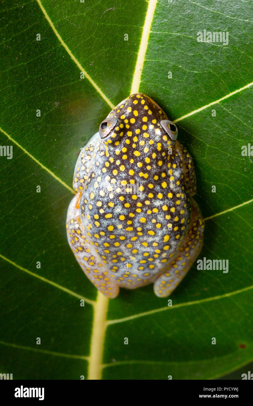 Spotted reed frog hi-res stock photography and images - Alamy
