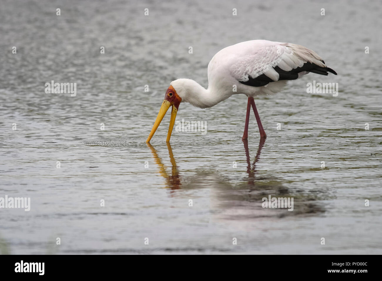 Saddle-billed Stork, feeding, Tanzania, Africa Stock Photo - Alamy