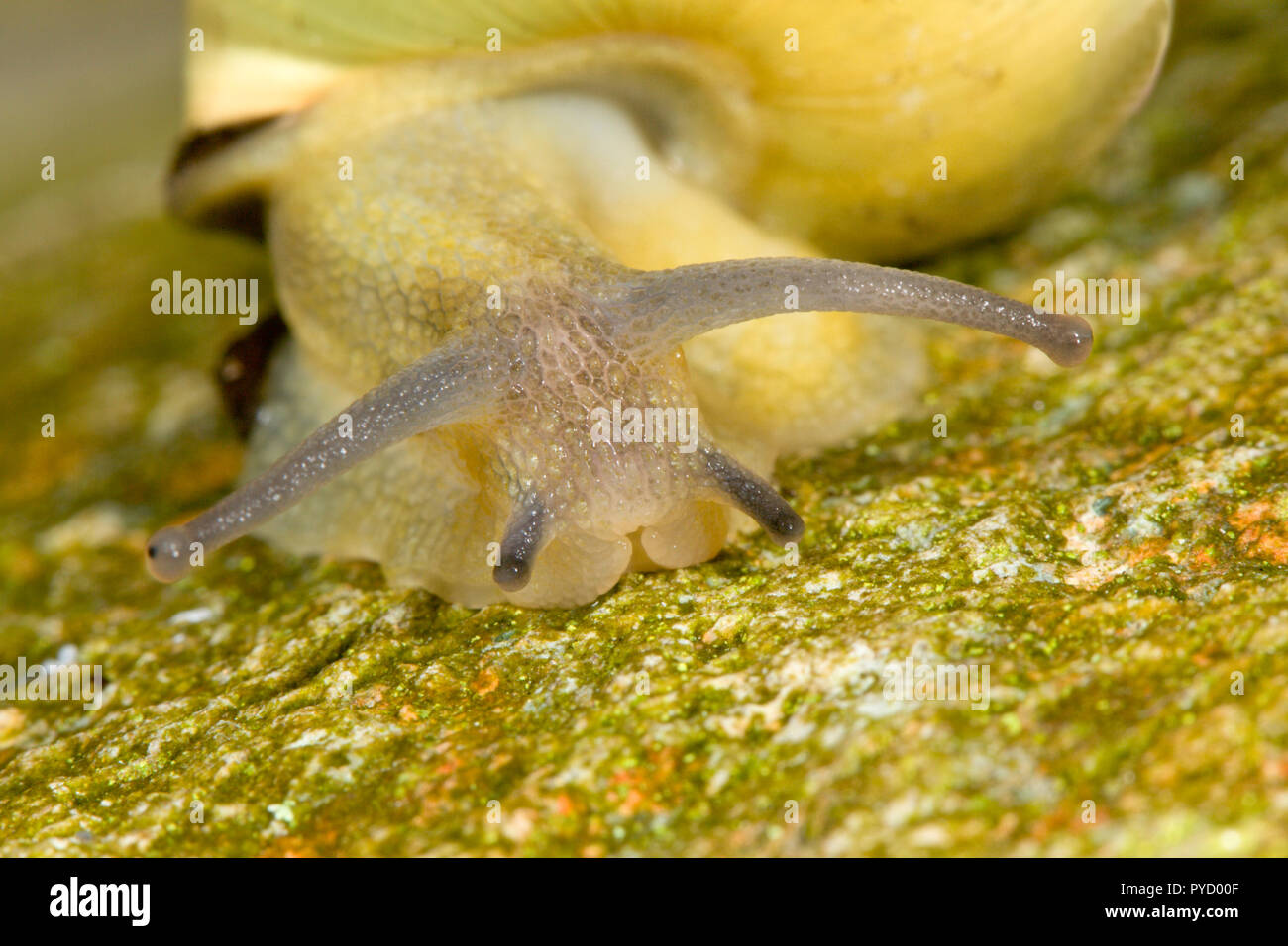 Cepaea cepaea nemoralis hi-res stock photography and images - Alamy