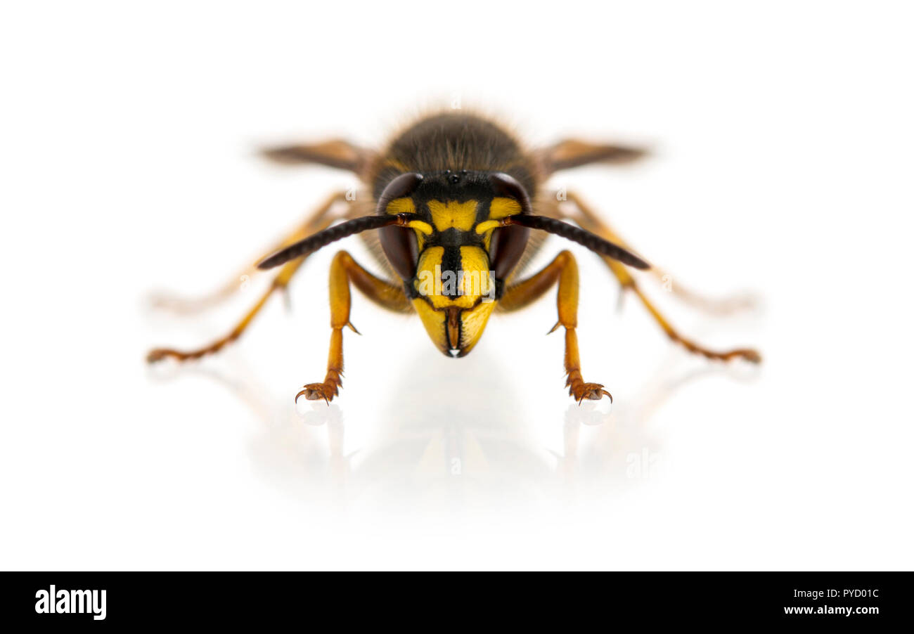 Wasp in front of a white background Stock Photo - Alamy