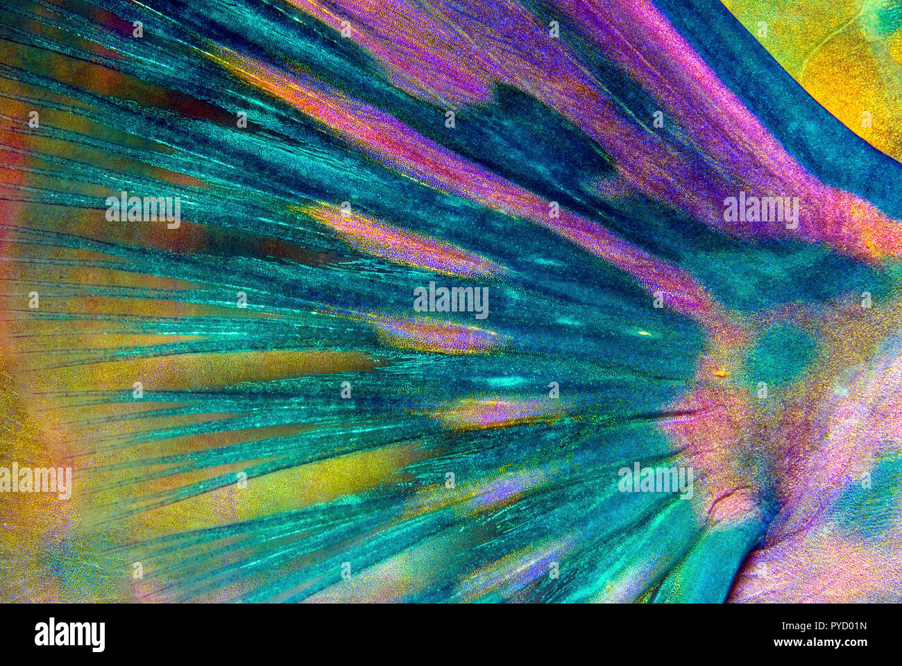 Underwater macro fish hi-res stock photography and images - Alamy