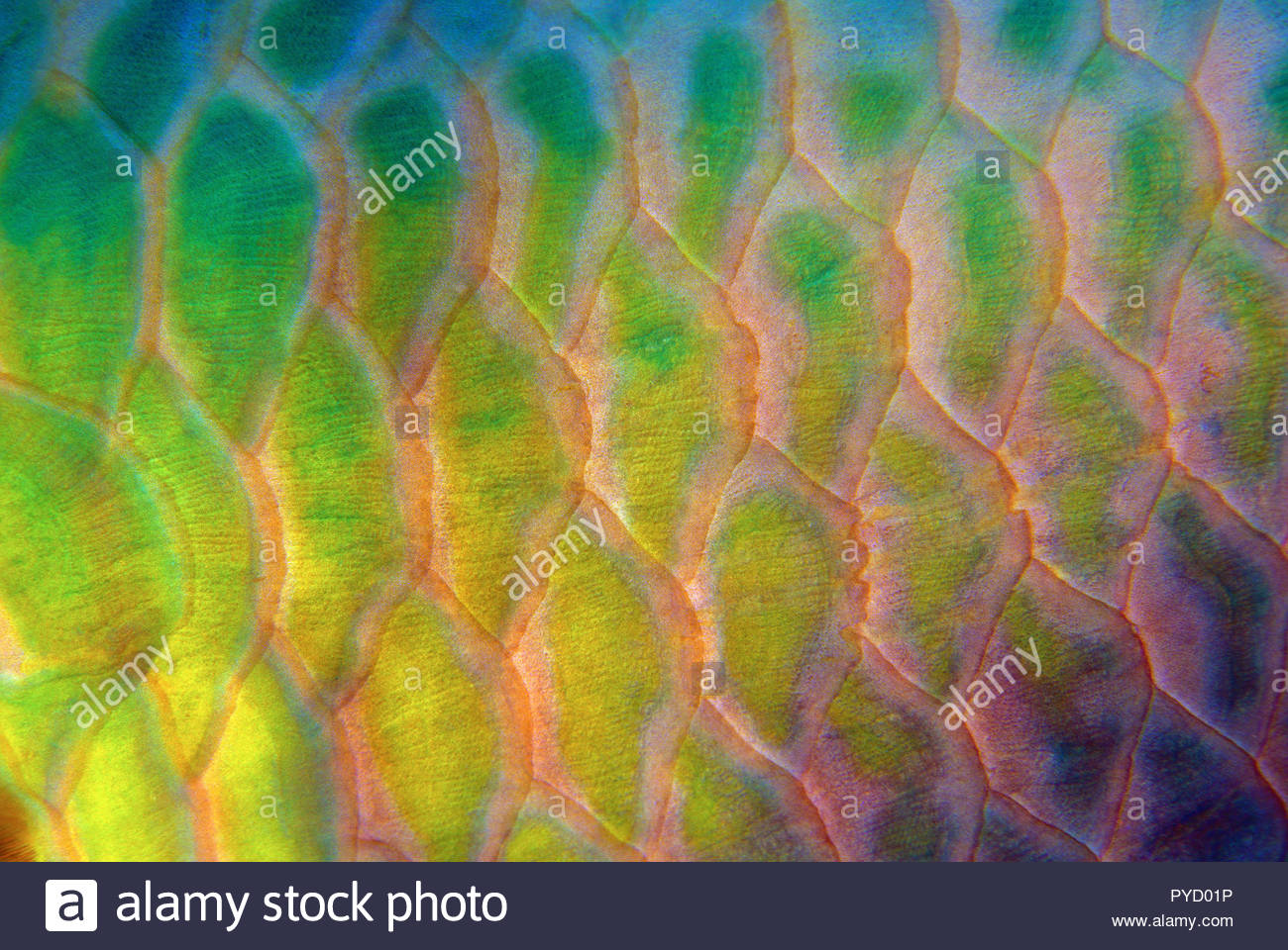 Struktur Stock Photos & Struktur Stock Images - Alamy