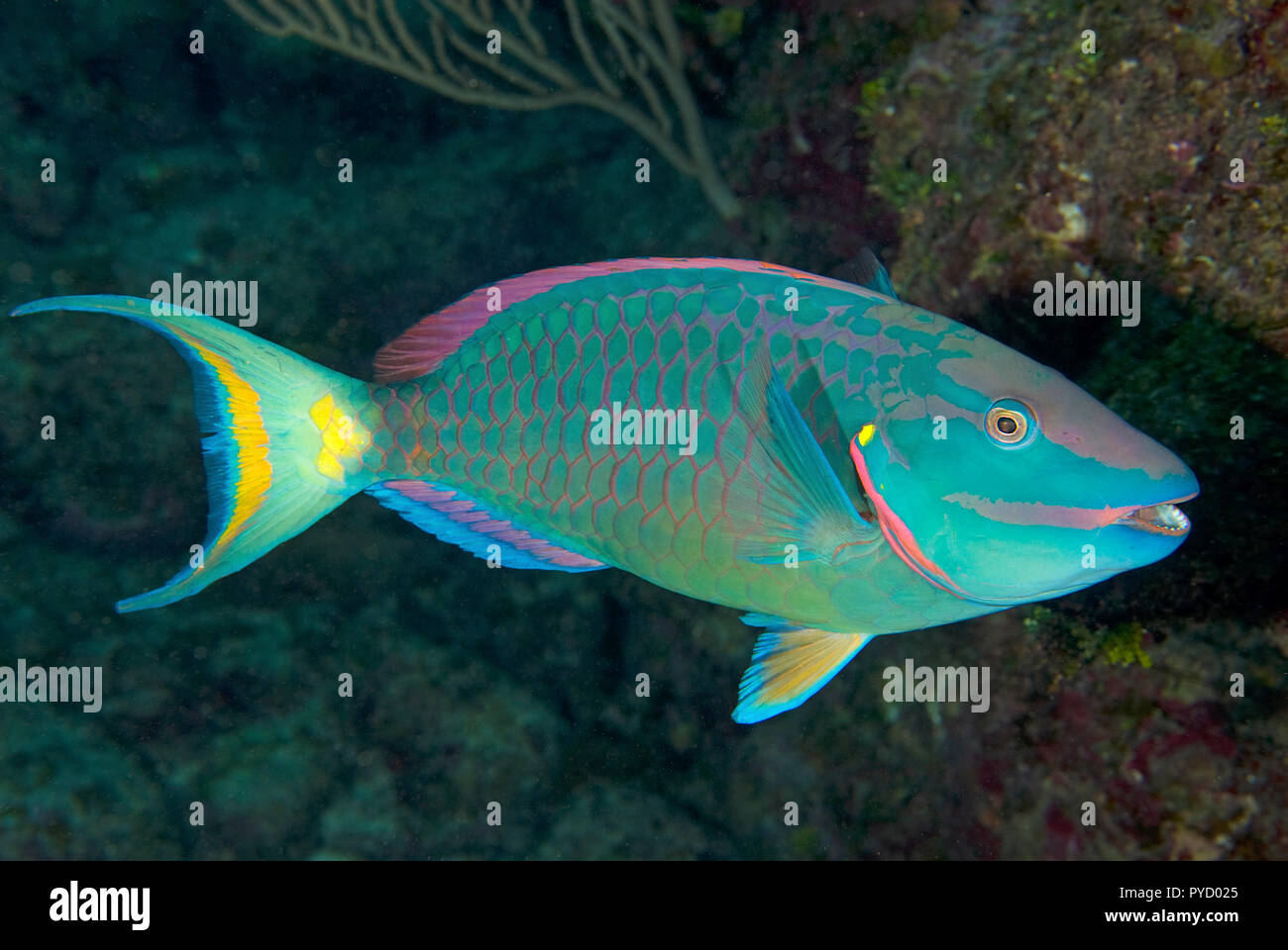 Parrotfish under water hi-res stock photography and images - Alamy