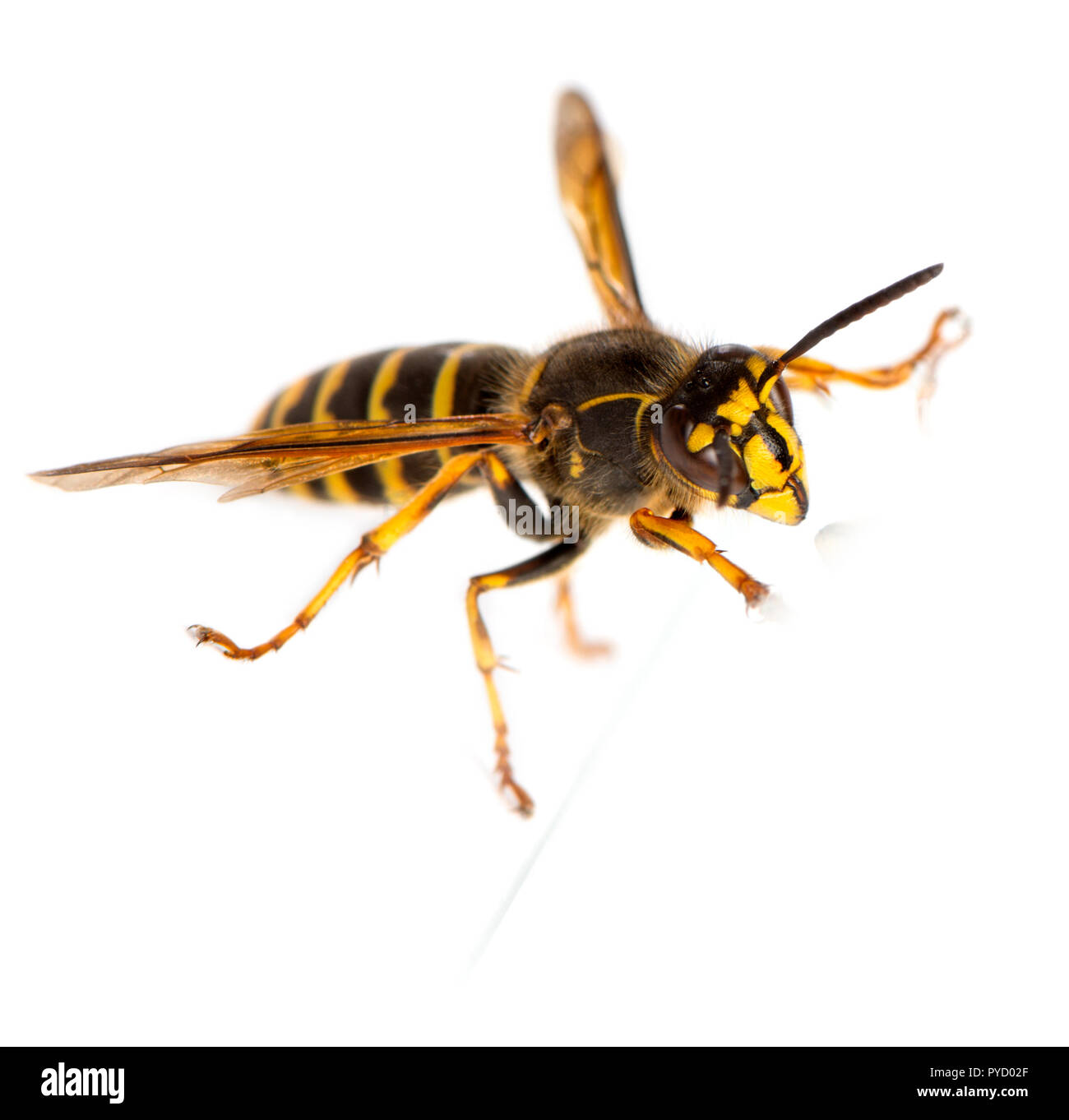 Wasp in front of a white background Stock Photo - Alamy