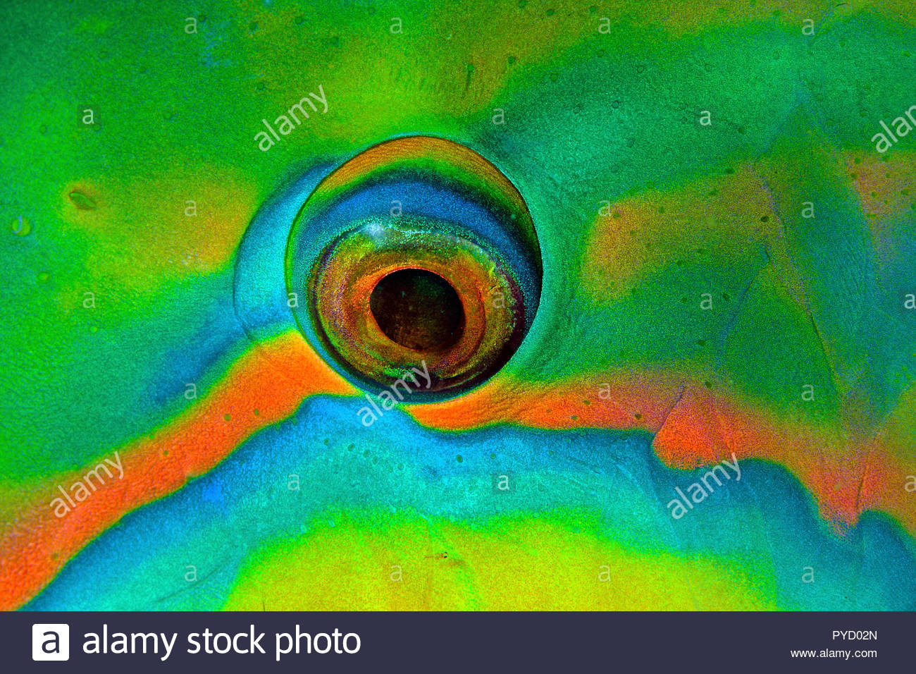 Parrot Fish Coral Stock Photos & Parrot Fish Coral Stock Images - Alamy