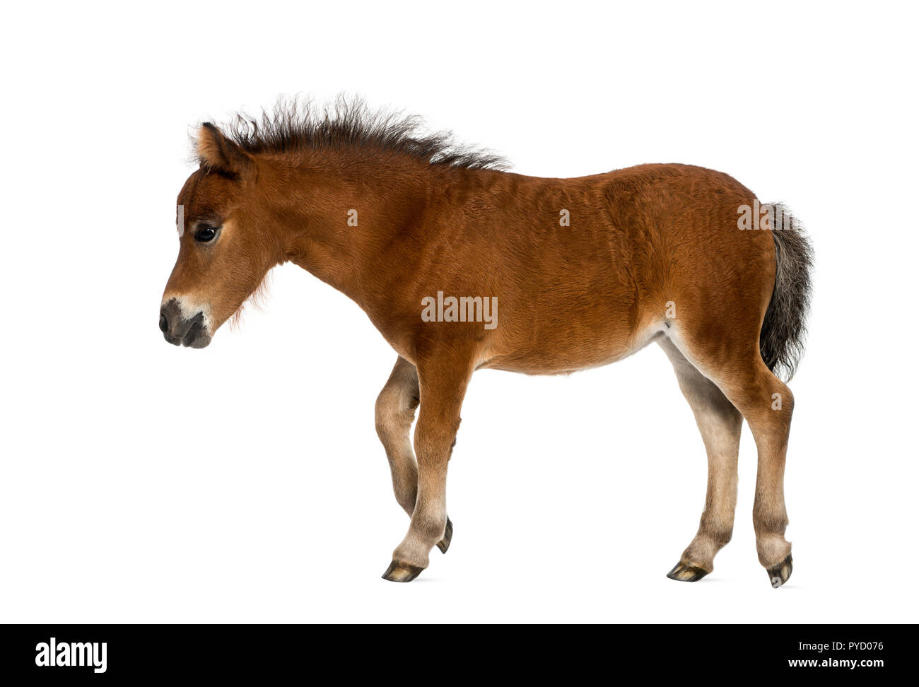 Shetland Foal 1 Month Old Stock Photo Alamy shetland-foal-1-month-old-stock-photo-alamy