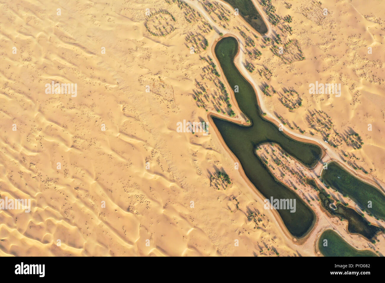 Lakes and trees in a beautiful oasis in the desert. Dubai, UAE Stock ...