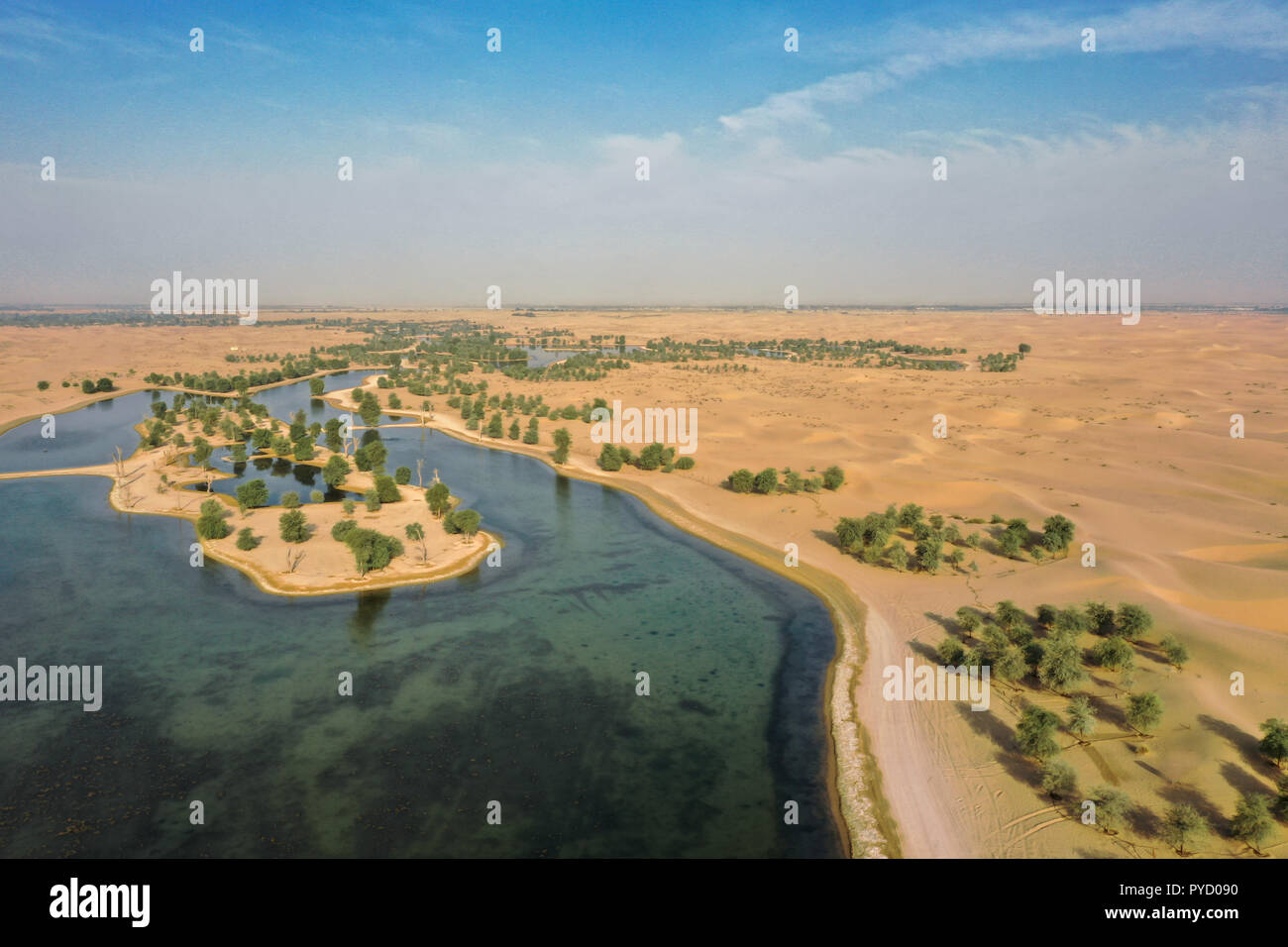 Lakes and trees in a beautiful oasis in the desert. Dubai, UAE Stock ...