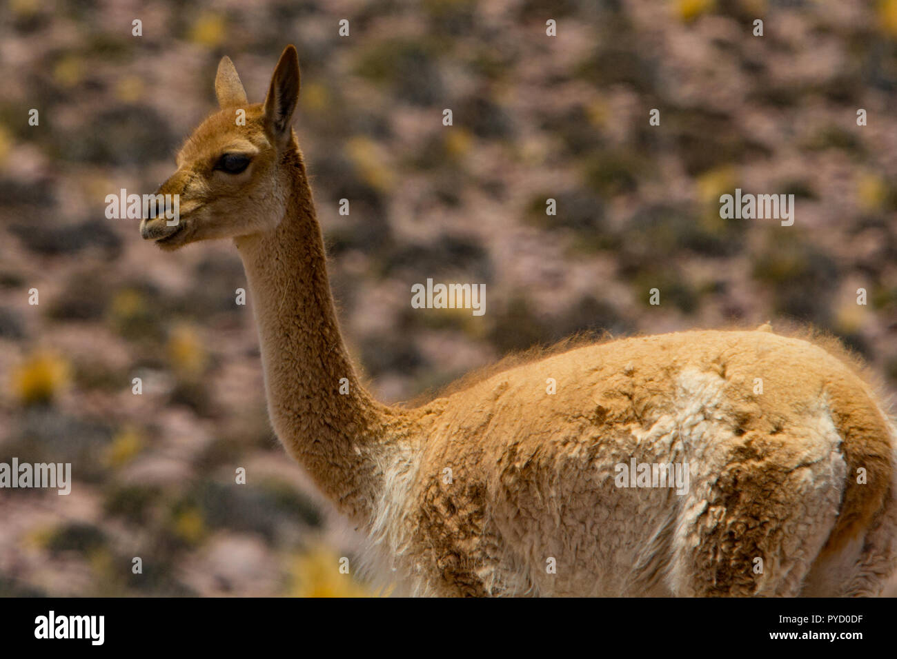 Vicuna, in the same family as the camel, a favorite of nature tourists ...