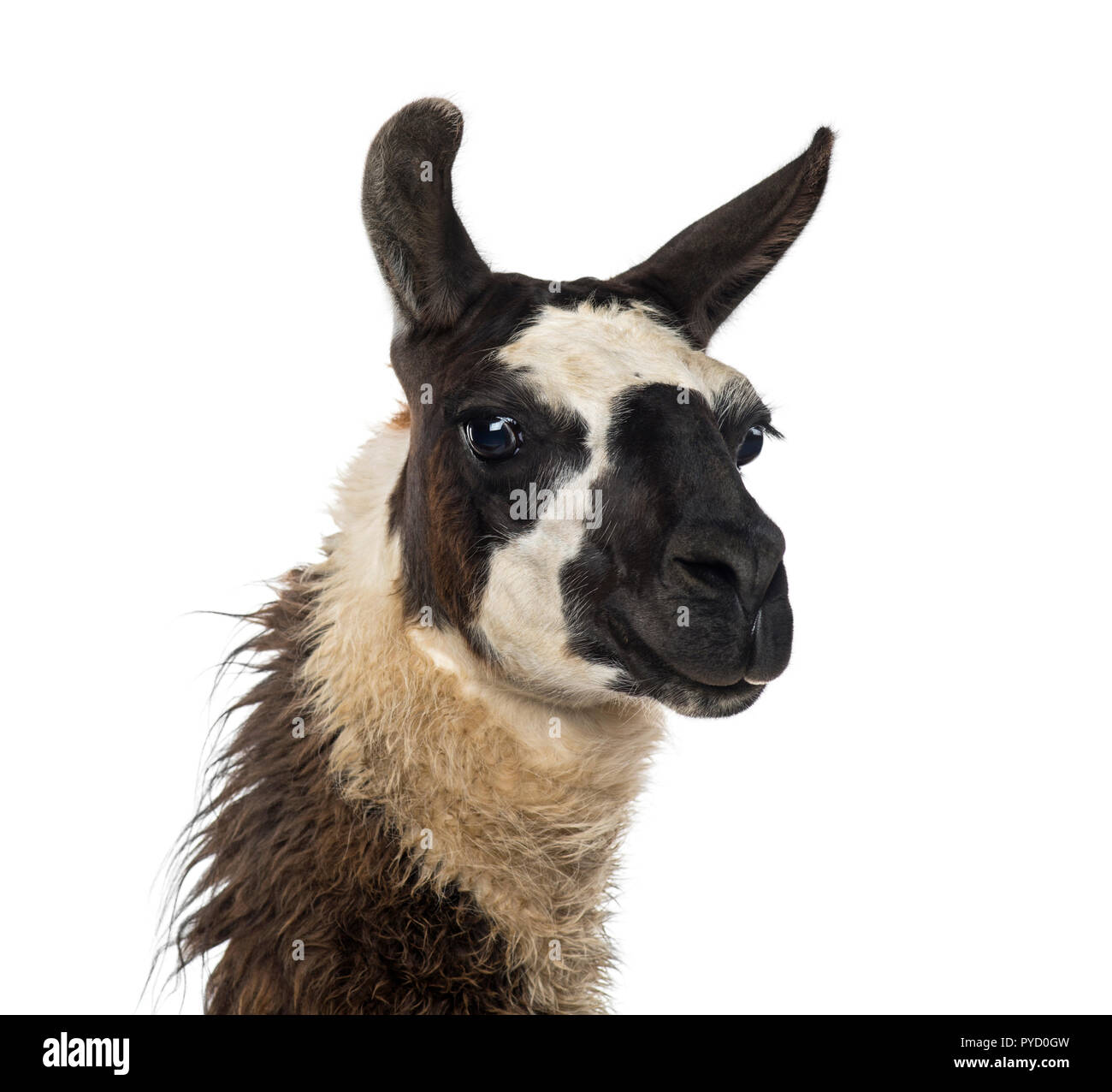 Llama cut out hi-res stock photography and images - Alamy