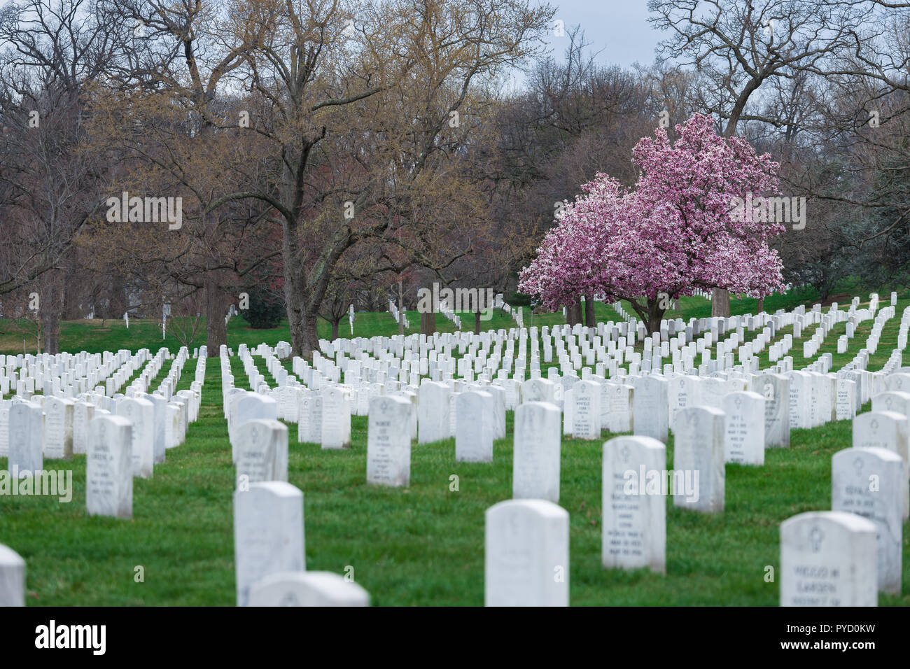 Washington dc national cemetery hi-res stock photography and images - Alamy