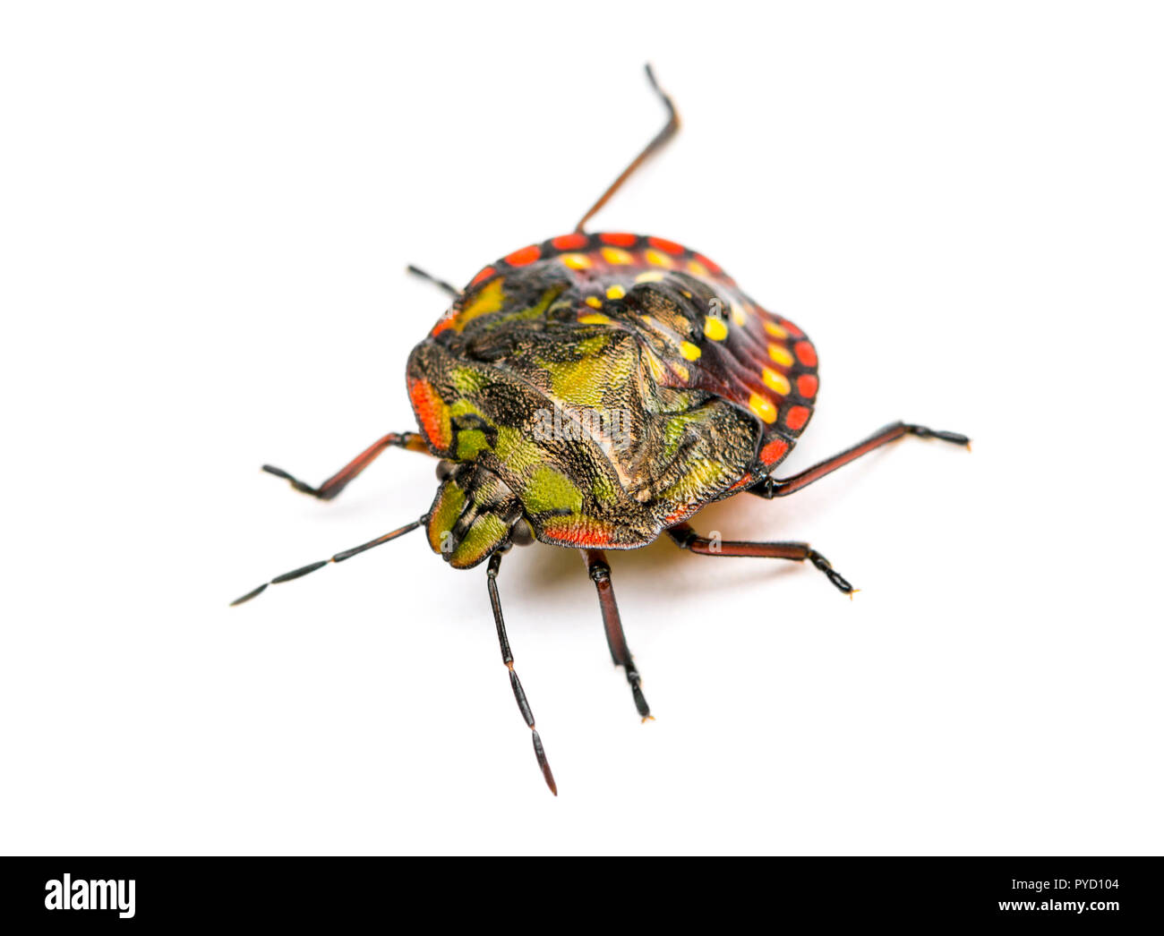 Green vegetable bug nezara hi-res stock photography and images - Alamy