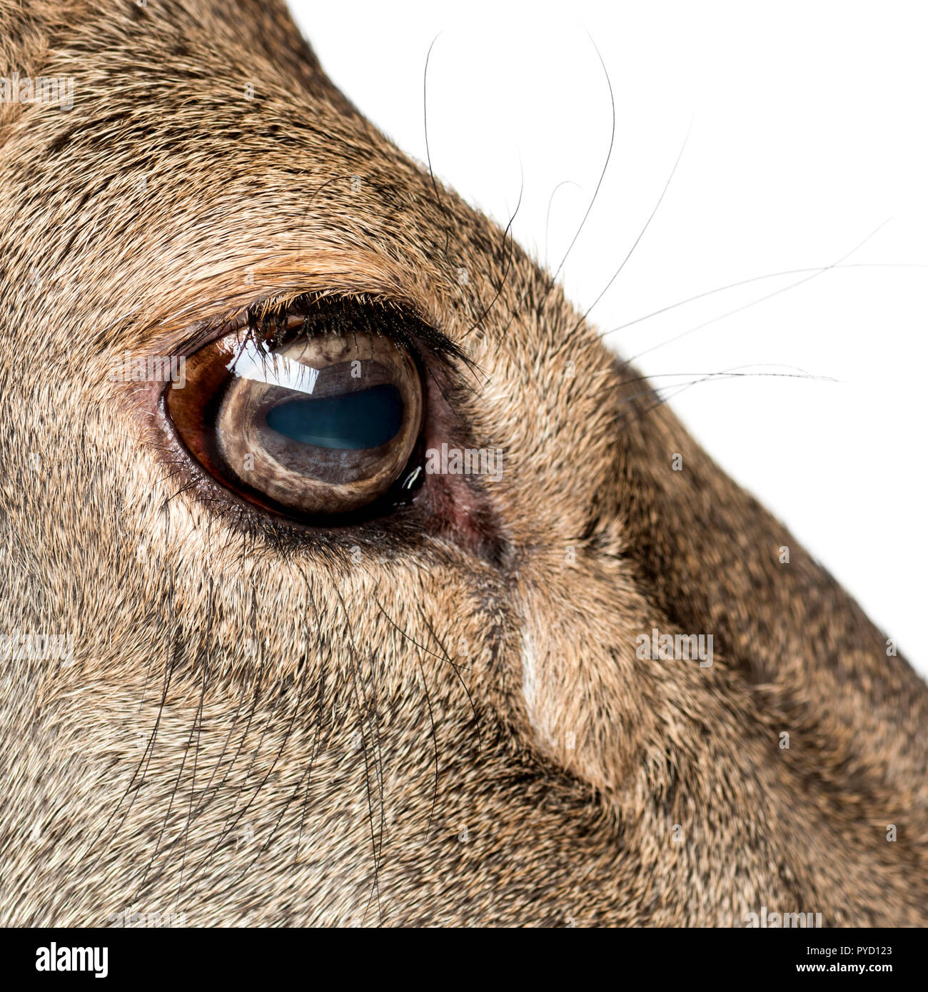 Close-up on the eye of a female red deer in front of a white background ...