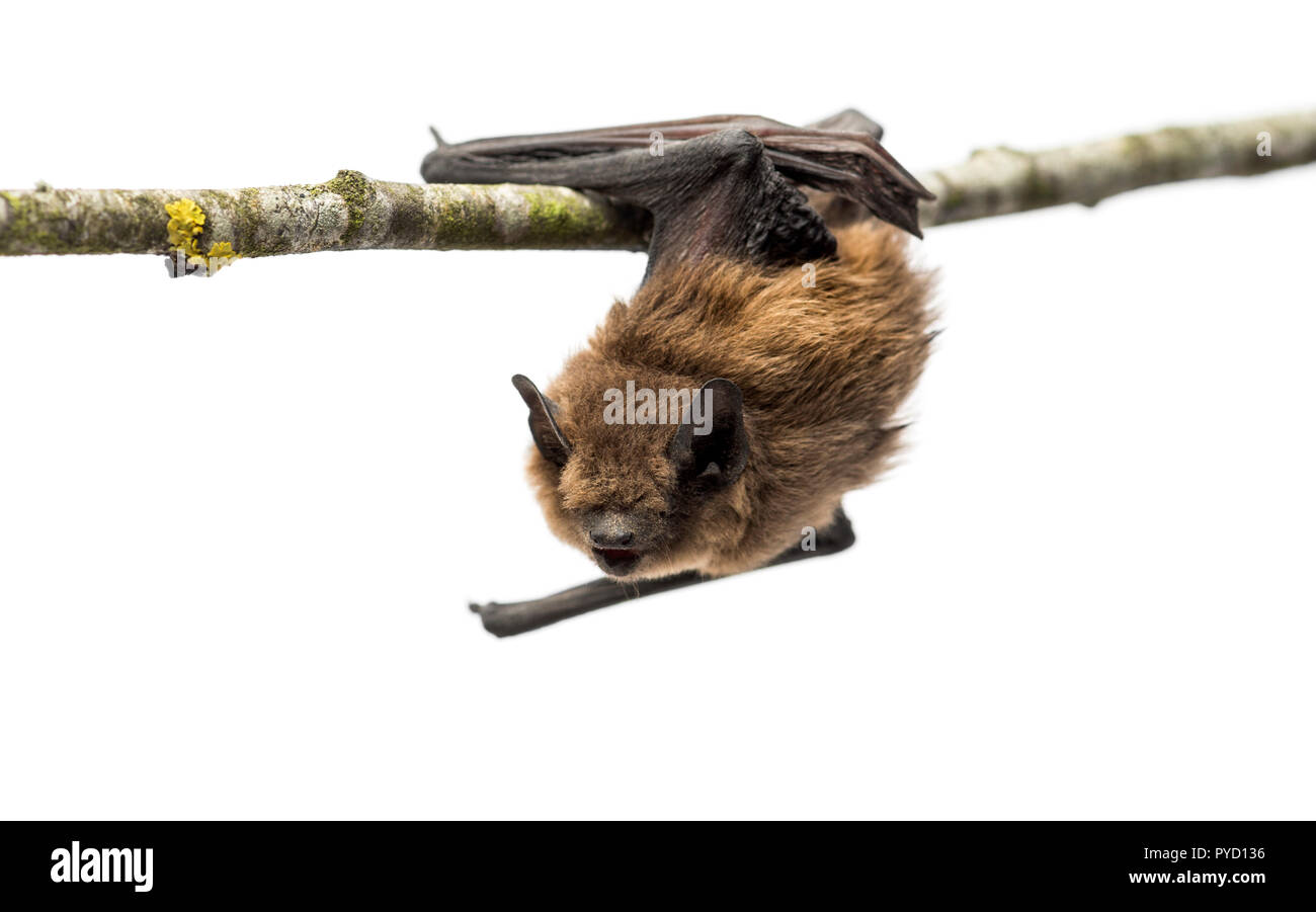 Old common bent-wing bat perched on a branch Stock Photo - Alamy